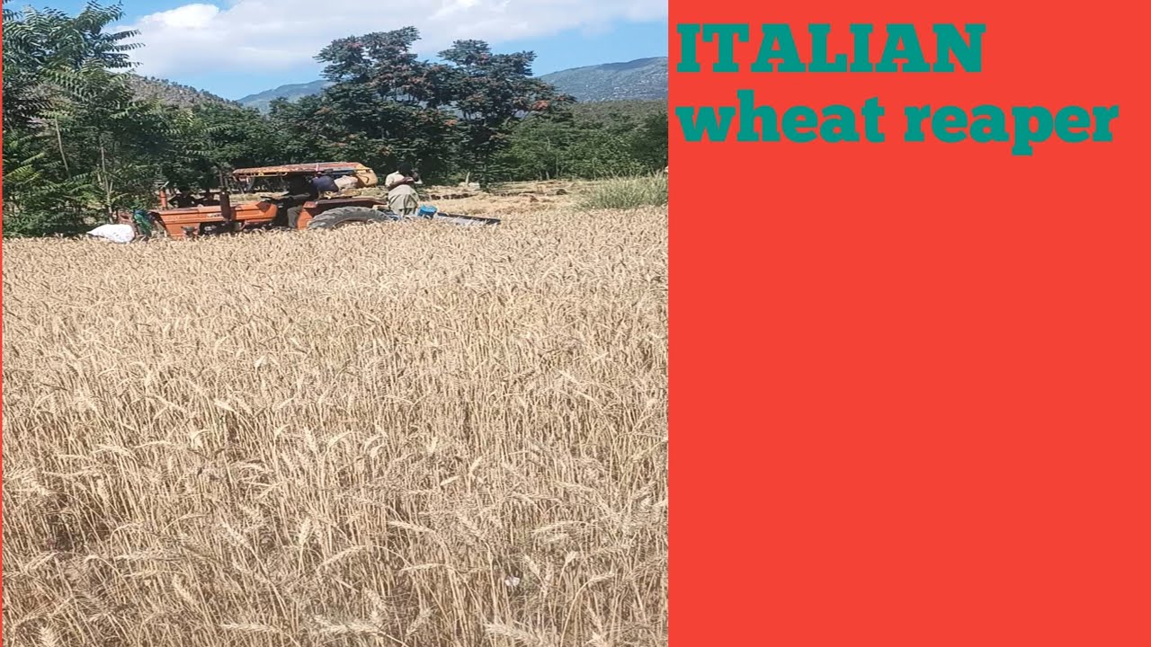 BCS REAPER ITALIAN TECHNOLOGY OF WHEAT CUTTING - YouTube