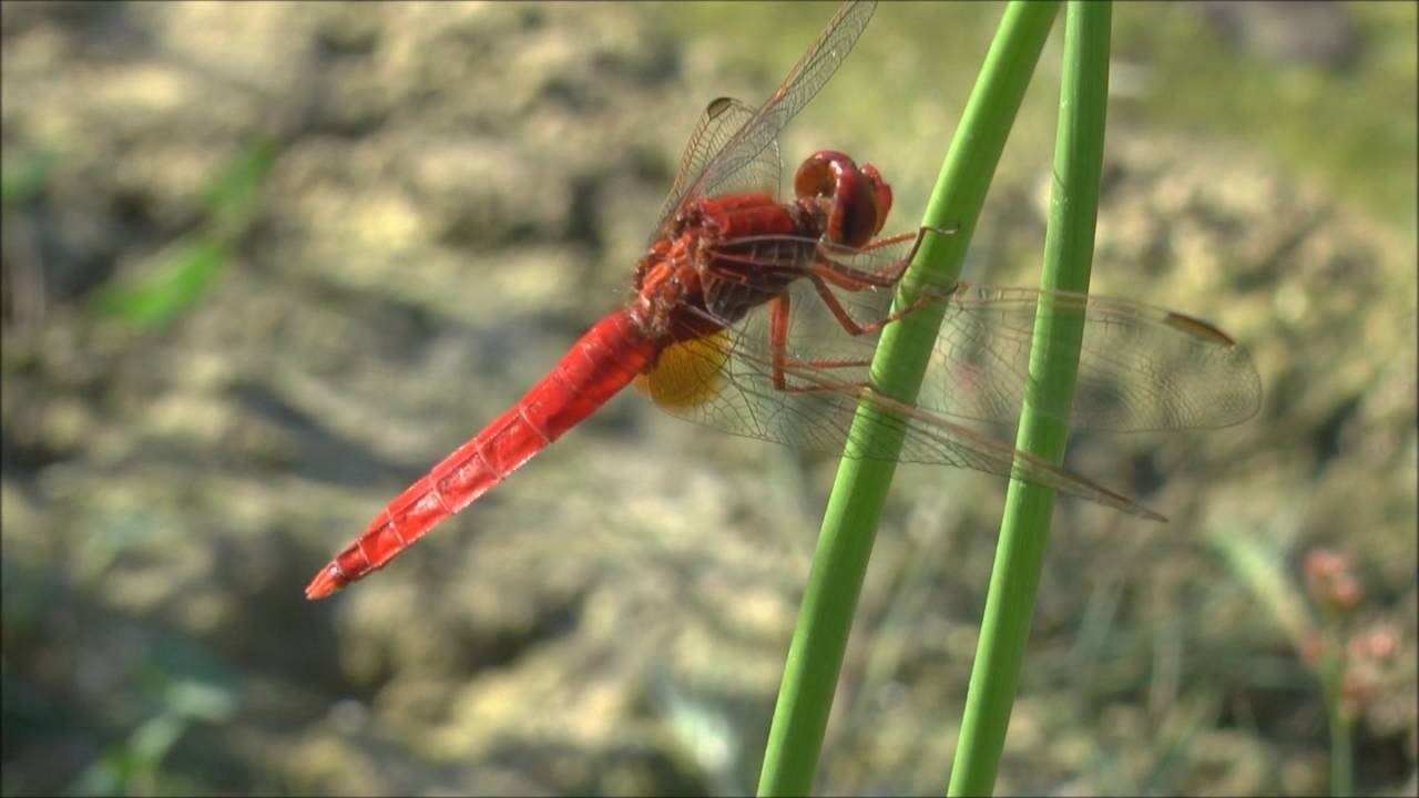Scarlet Darter or Broad Scarlet Dragonflies Crocothemis erythraea, La ...