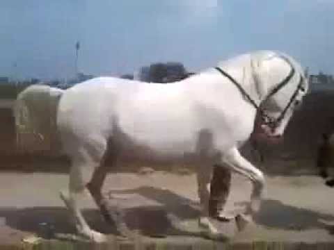 Oryantel Oynayan At - Crazy Horse Dancing with Drum :)