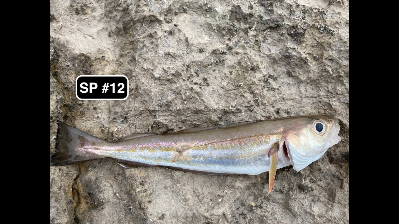 Fishing AT - Middle Hope Bay, Bristol Channel mark in North Somerset ...
