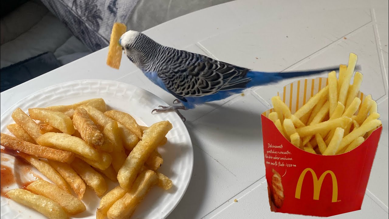 What do budgies eat? How to feed budgie/My bird loves fried potatoes ...