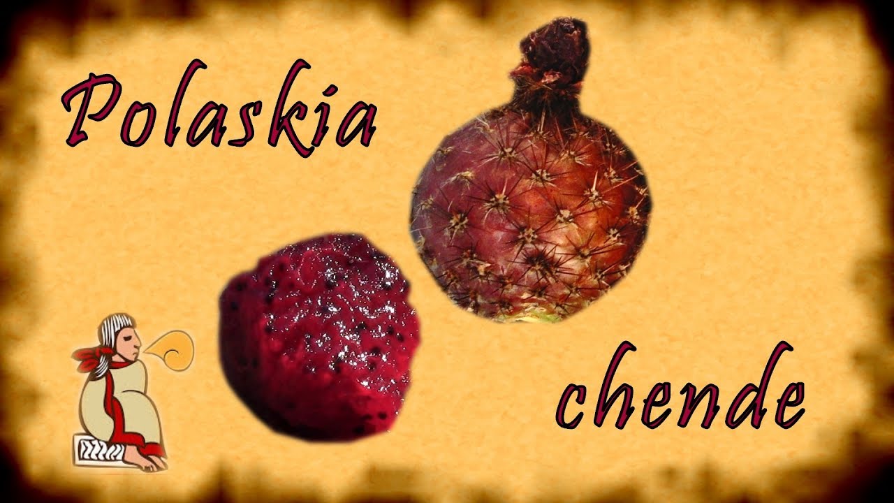 La colecta del chende (Polaskia chende) - YouTube