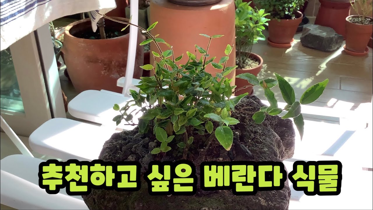 추천하고 싶은 베란다 식물1/Veranda plant I would like to recommend. - YouTube