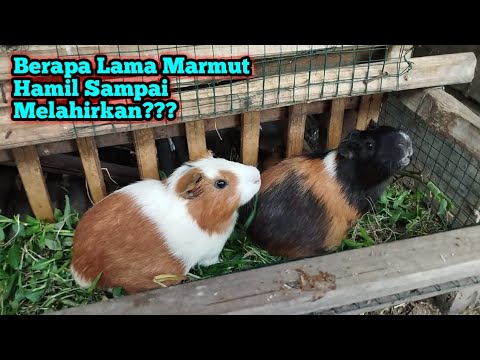 Berapa Lama Marmut Hamil?? - YouTube