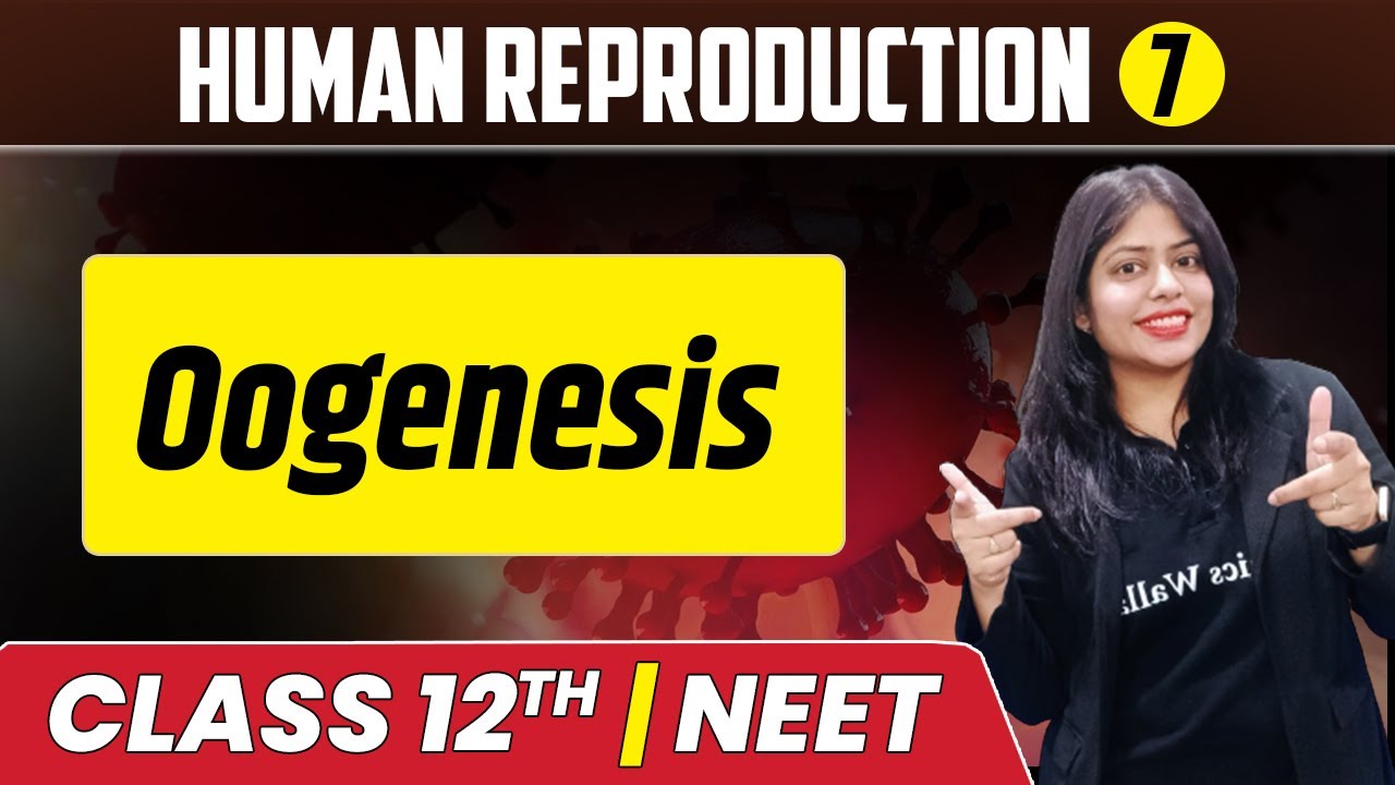 Human Reproduction 07 | Oogenesis | Class 12th/NEET - YouTube