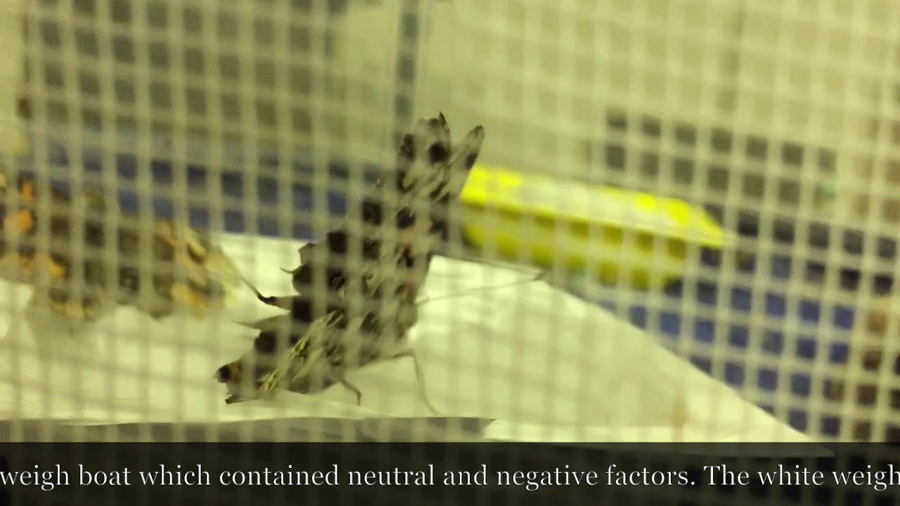 Butterfly Experiment - YouTube