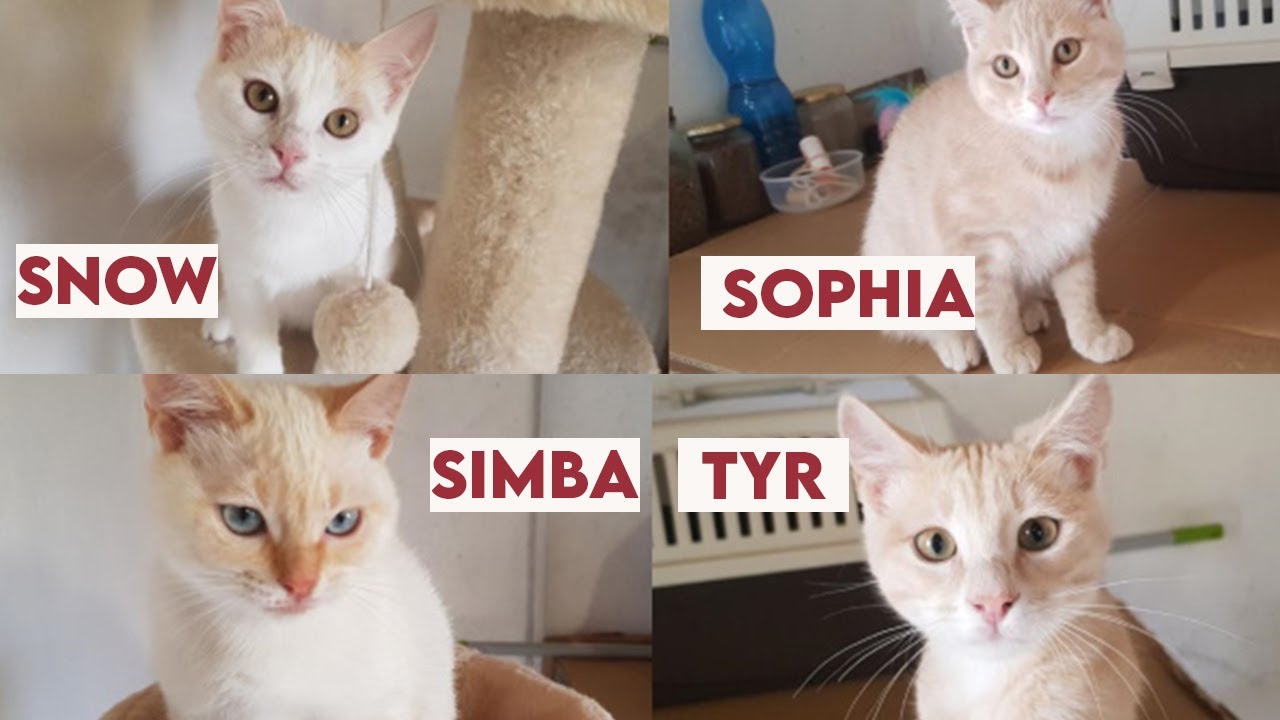 Snow & Sophia, Simba & Tyr - YouTube