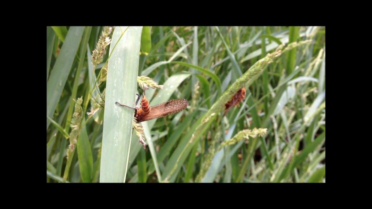 Oregon's Deschutes River Salmon Fly Hatch with Water Time Outfitters ...