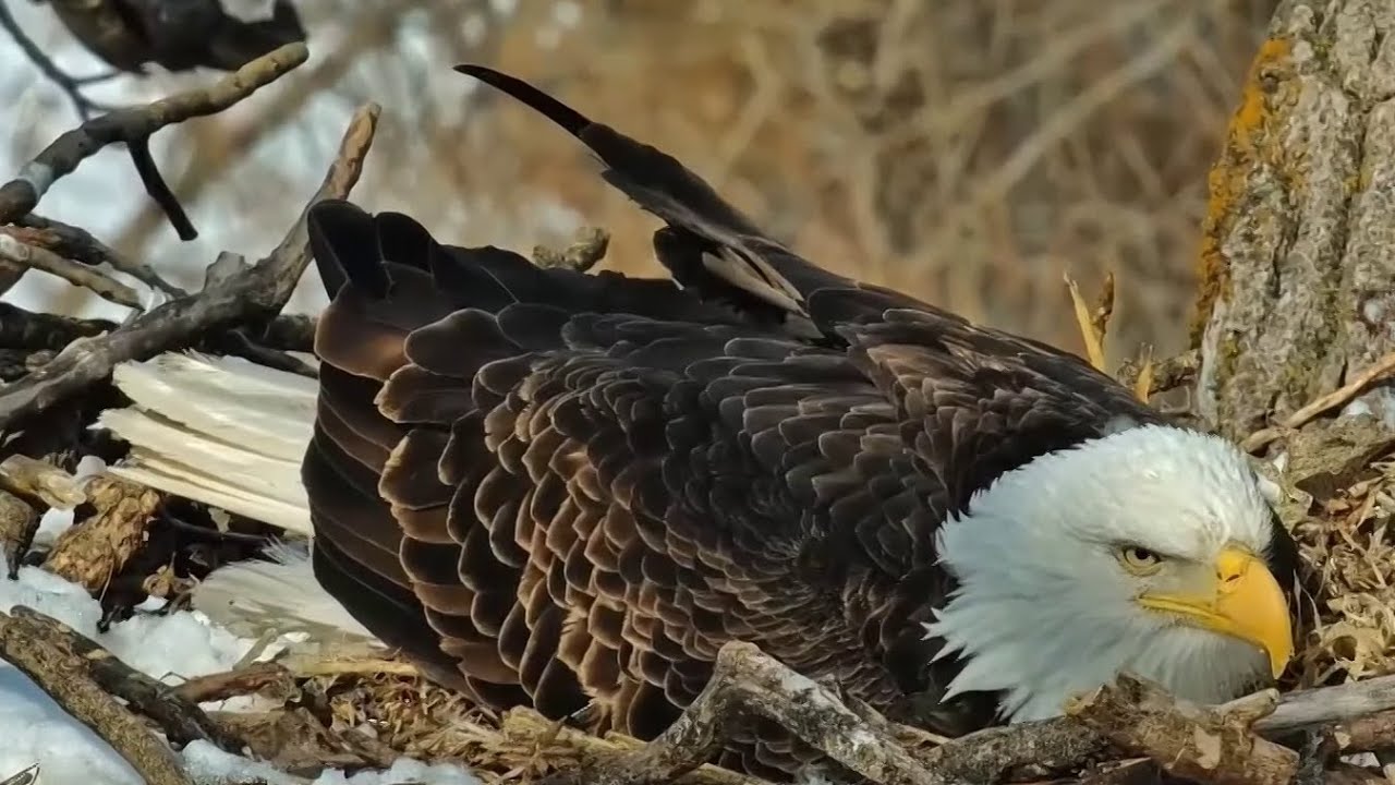 Decorah Eagles. HD from branch to nest for egg duty. HM off for a break ...