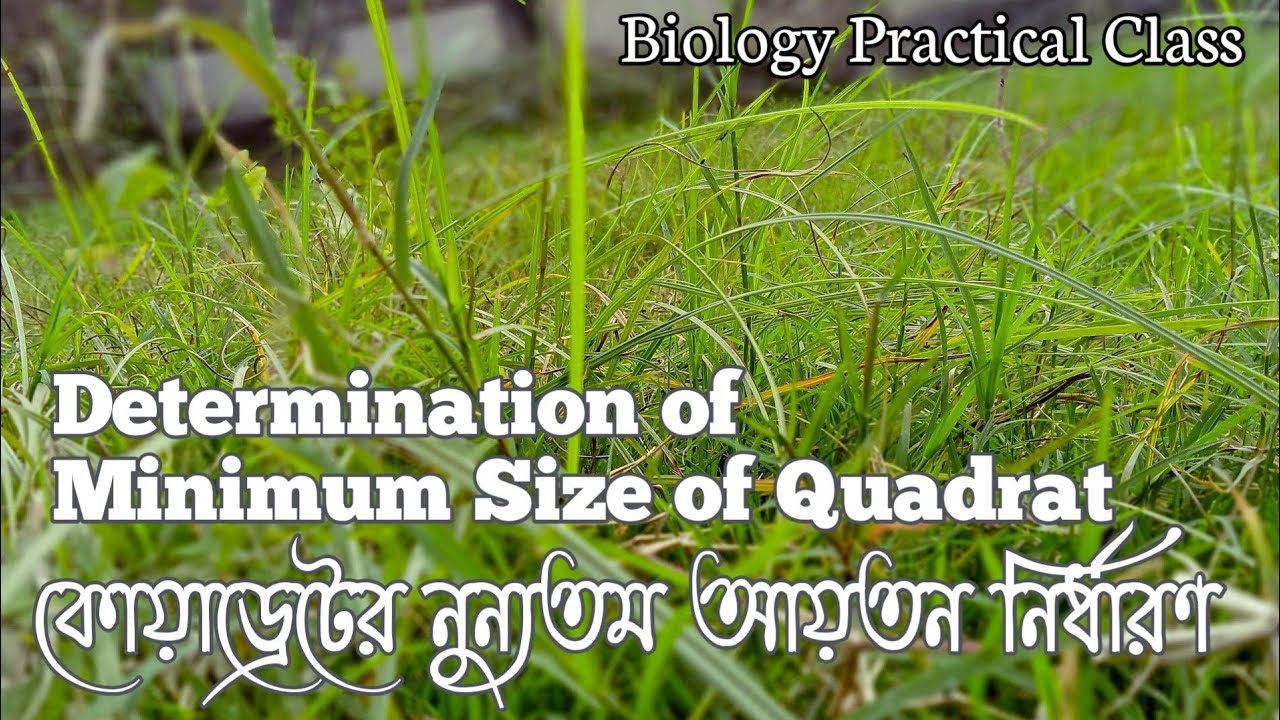 Determination of minimum size of quadrat - YouTube