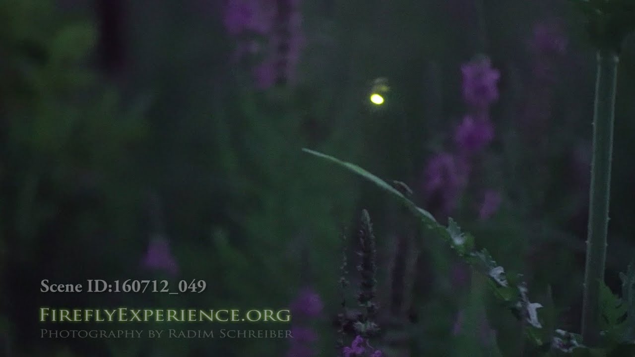 Firefly Predator - YouTube