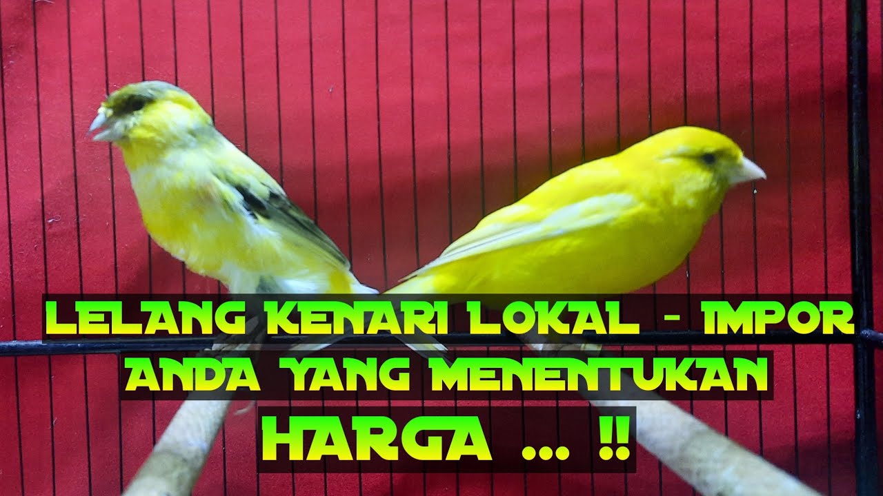 LELANG KENARI FULL GACORAN SERI F - IMPOR || GIVEWAY BURUNG - YouTube