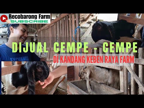INFO BIBITAN DARI KANDANG KEBEN RAYA FARM TULUNGAGUNG... ‼️‼️‼️‼️‼️‼️‼️ ...