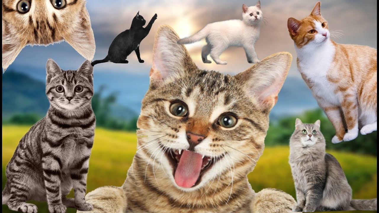 Familiar Amazing Animals - Amazing Animal Sounds around the world - YouTube