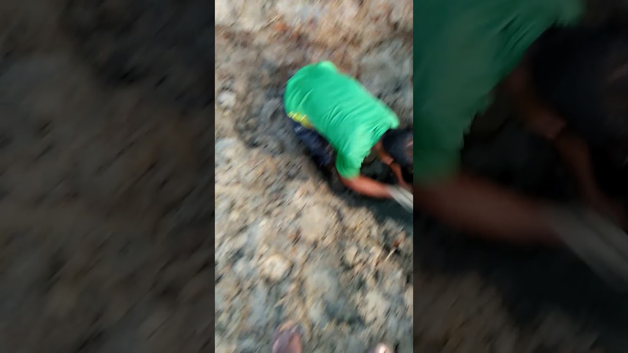 Kuchia Fish Catching From Pond. - YouTube