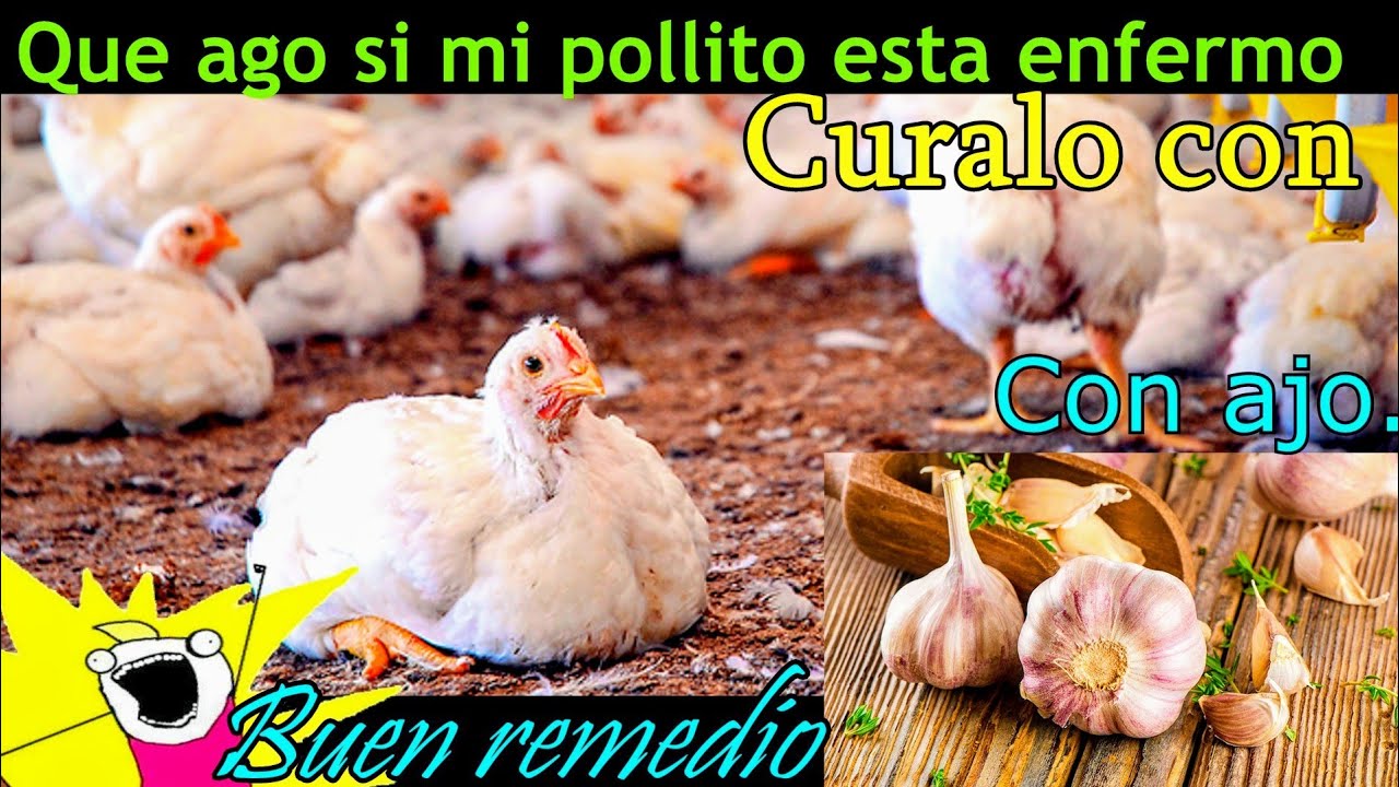 Que hacer cuando tú pollito está triste o enfermo🐤🌠 - YouTube