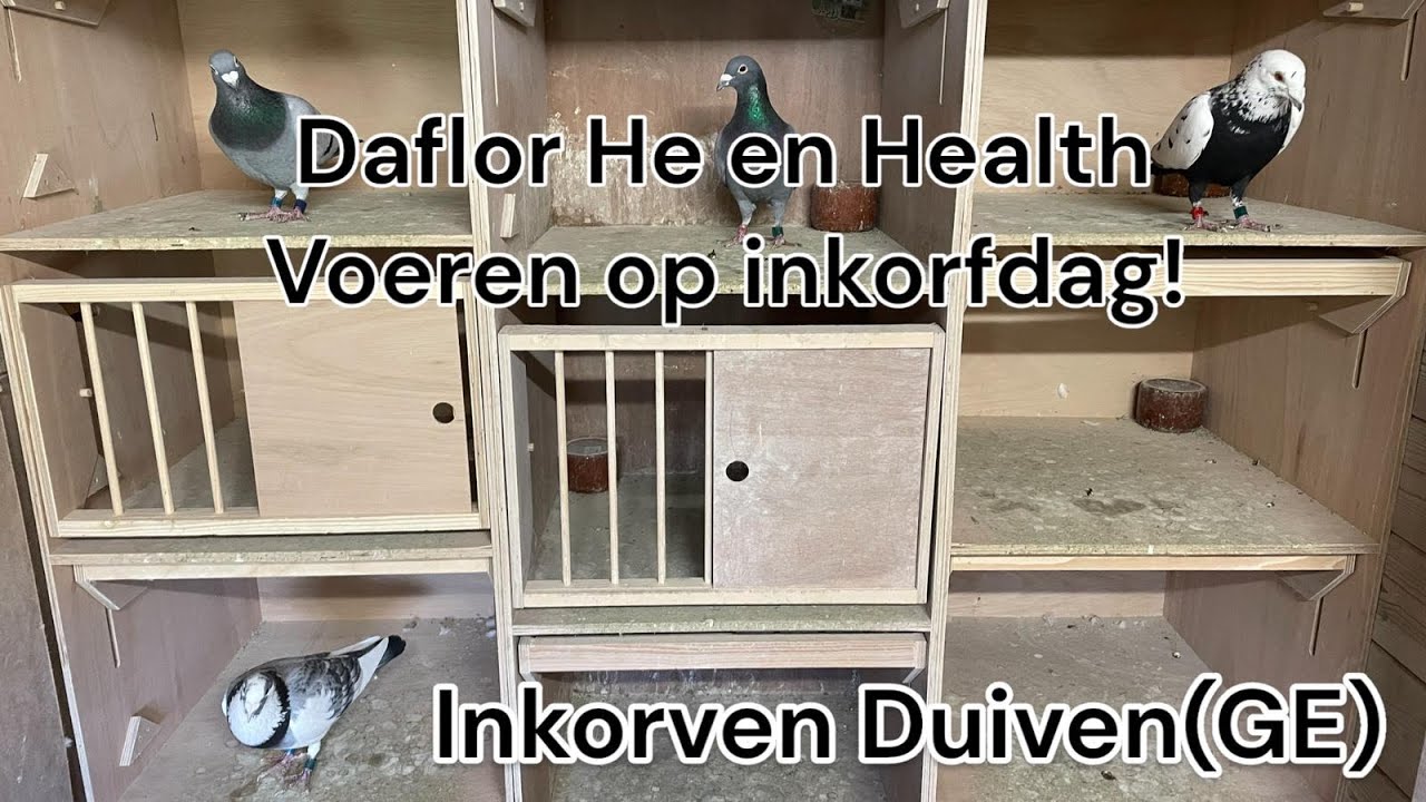 Daflor He+Health voeren op inkorf dag | inkorven duiven GE | Postduiven ...