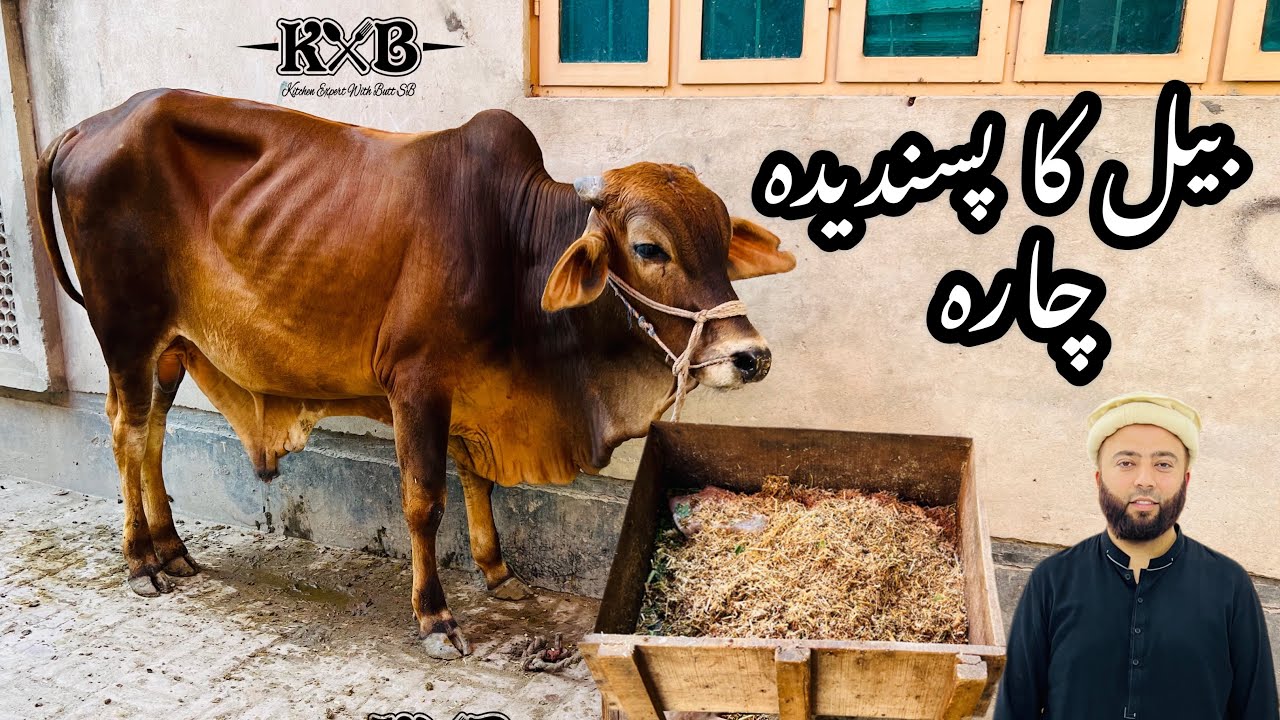 Janwar Ko Mota Karne Wala Chara | How to Prepare Wanda For Cow at Home ...