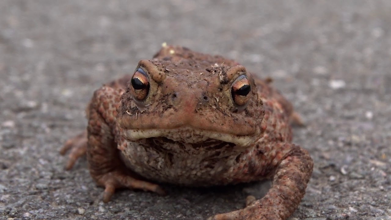 Een pad op het pad (en ik erbij) - YouTube