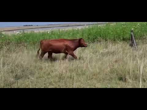 30 x Dragtige Beefmaster/Bonsmara verse - YouTube