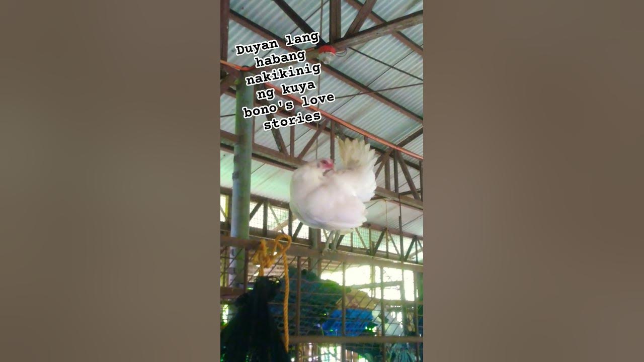 listening to kuya bono's love stories #shorts #farmlife - YouTube