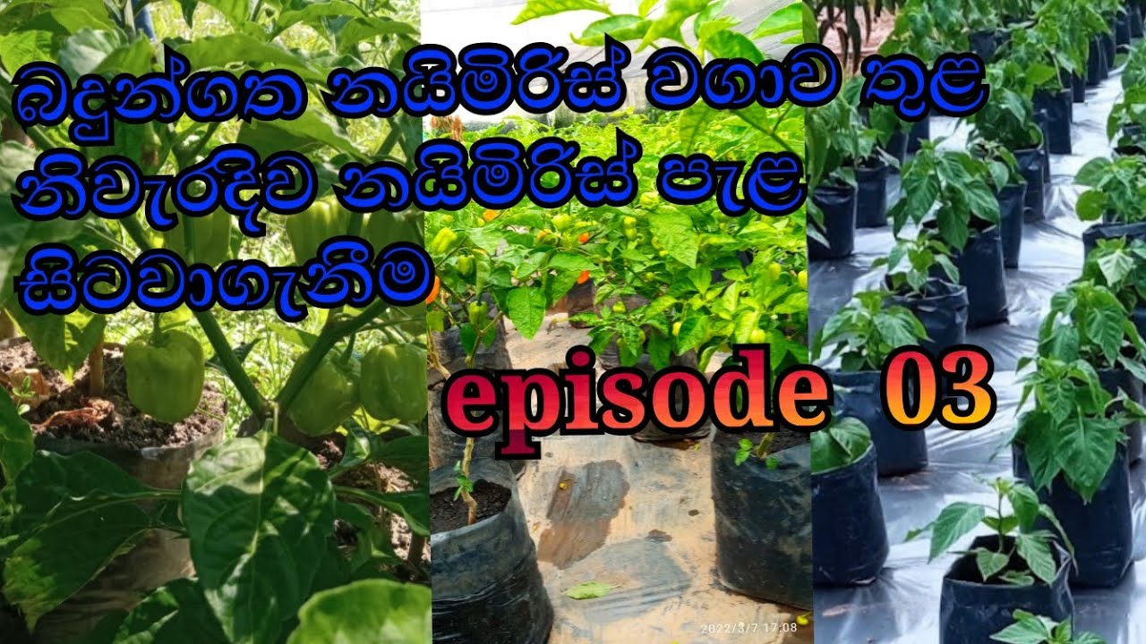 නිවැරදිව නයි මිරිස් බදුන් ගත වගාව සිදු කිරීමේදි නයි මිරිස් පැළ සිටවා ...