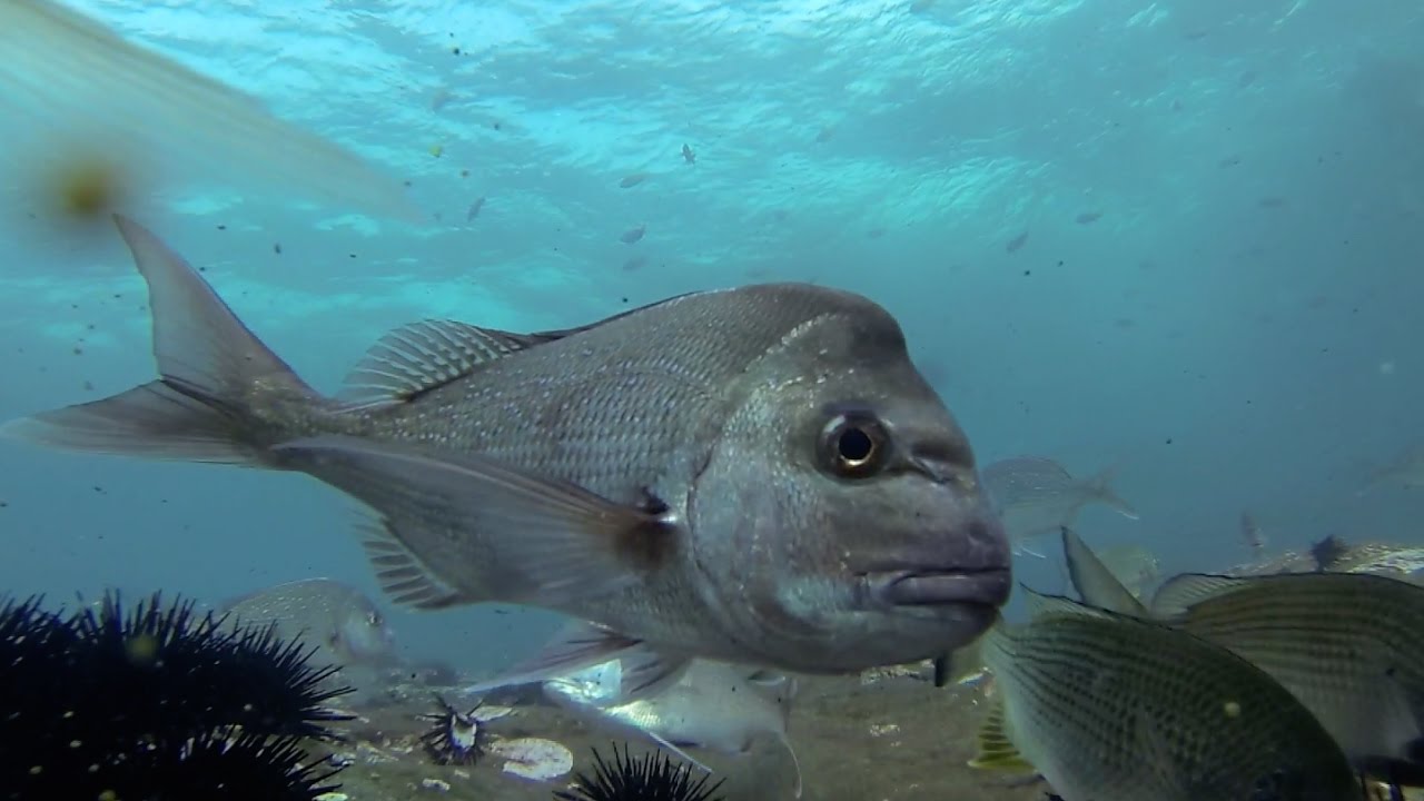 Bass Point Snapper - YouTube
