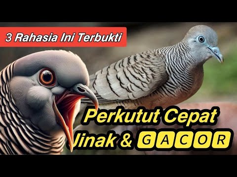 CARA PERKUTUT JINAK DAN GACOR DENGAN CEPAT || 3 Rahasia Perkutut Rajin ...
