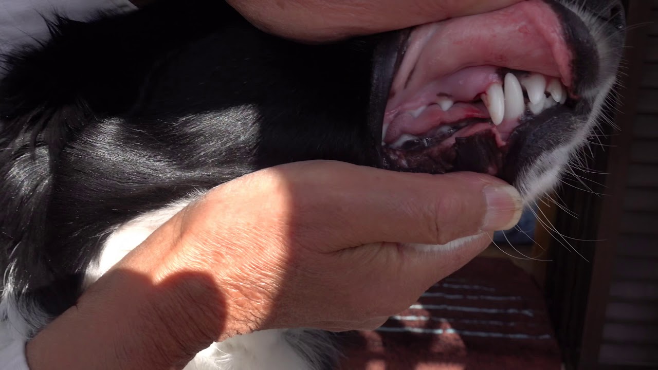 My son`s last baby tooth fell out !~18th baby tooth~2020 11 5 - YouTube