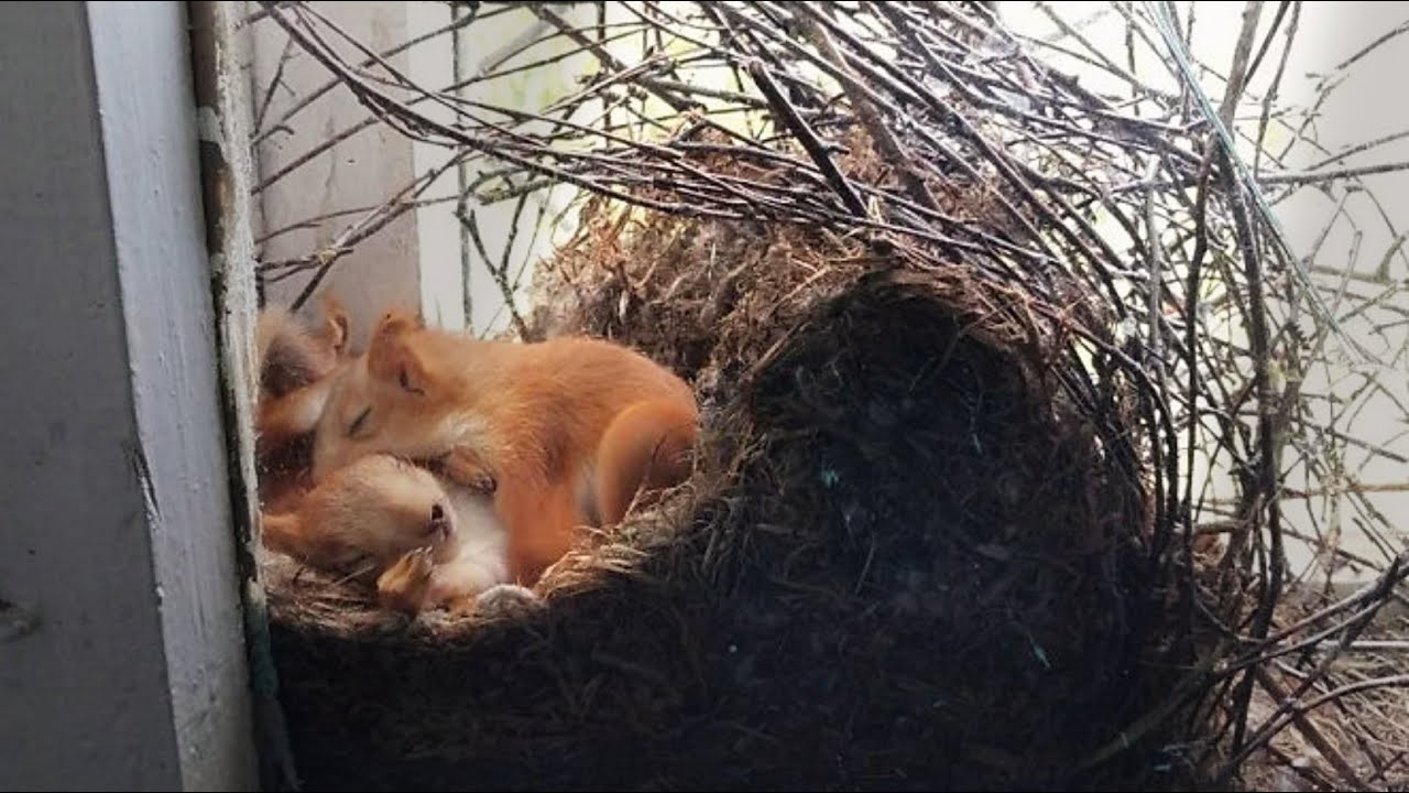 🐿️How do squirrels and birds build their nests? - YouTube
