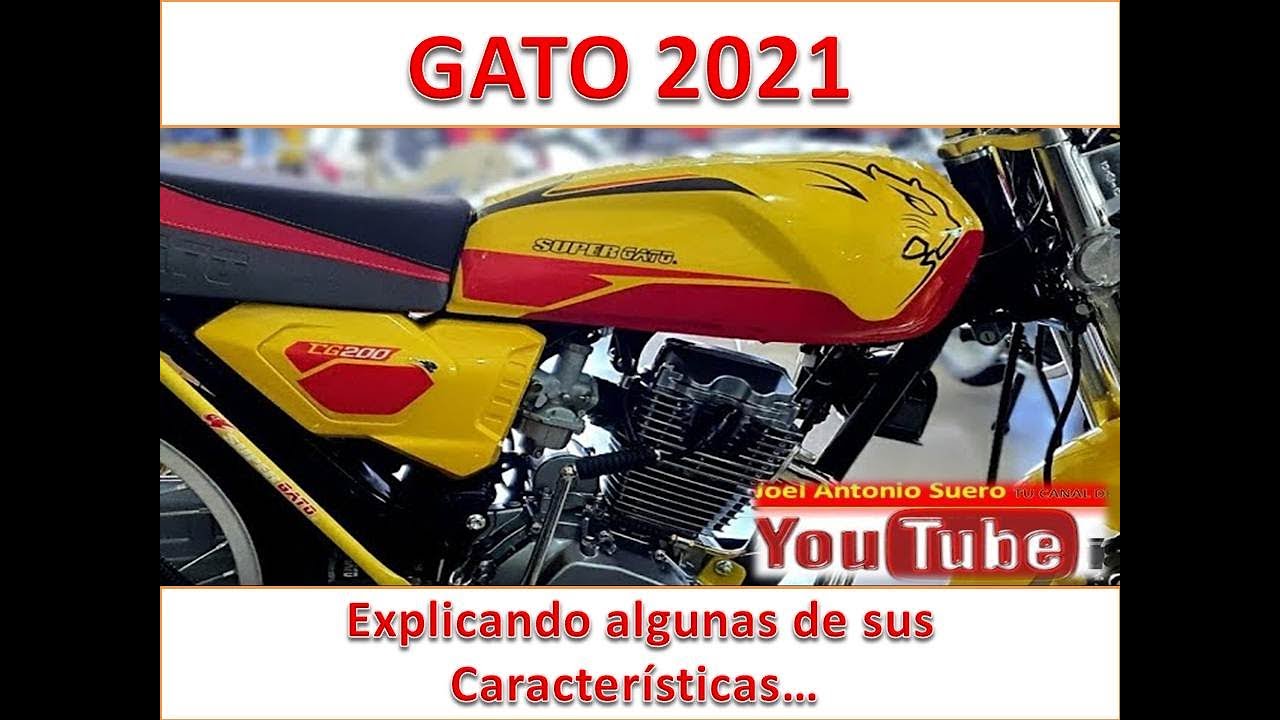 Gato 2021 Explicando algunas de sus características - YouTube