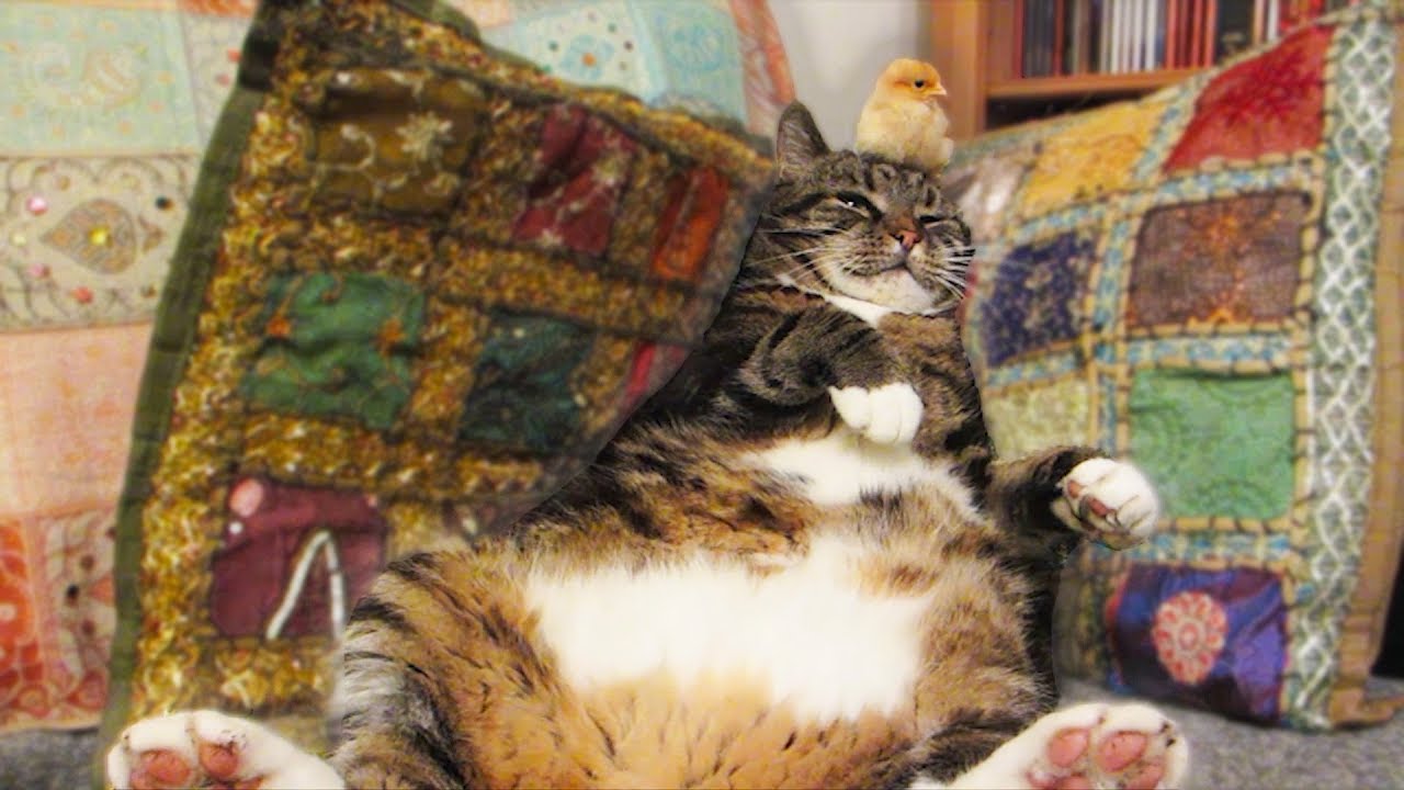 Bold Chick Steps on Cat's Head - YouTube