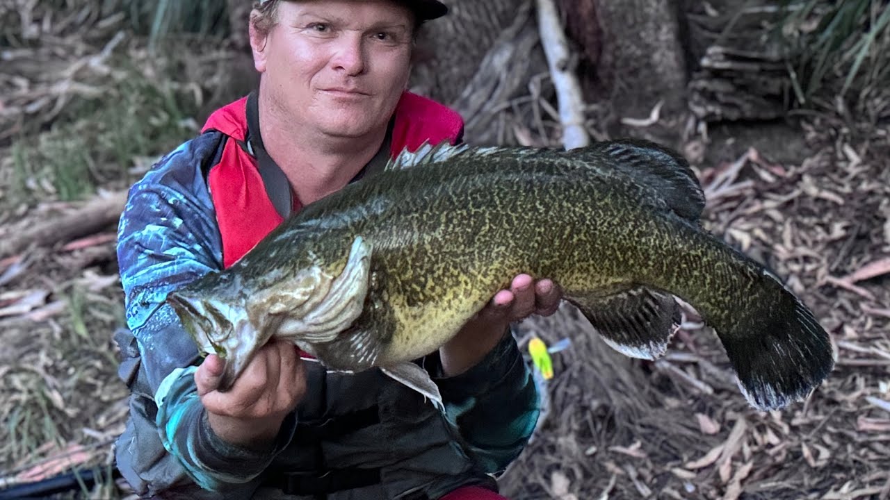 Top water fishing - Murray cod from the surface Australia 2024 - YouTube