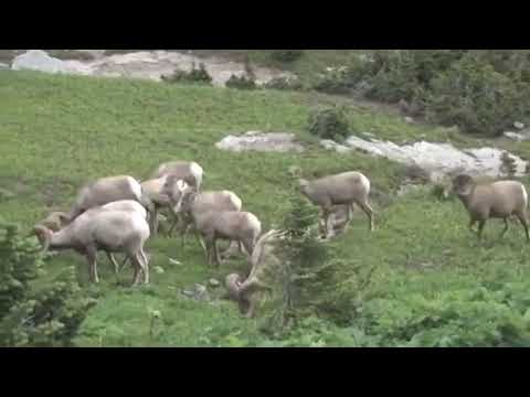Gapen Wildlife Moments (Preview) – Bighorn Sheep, Kodiak Bear & Sea Cow
