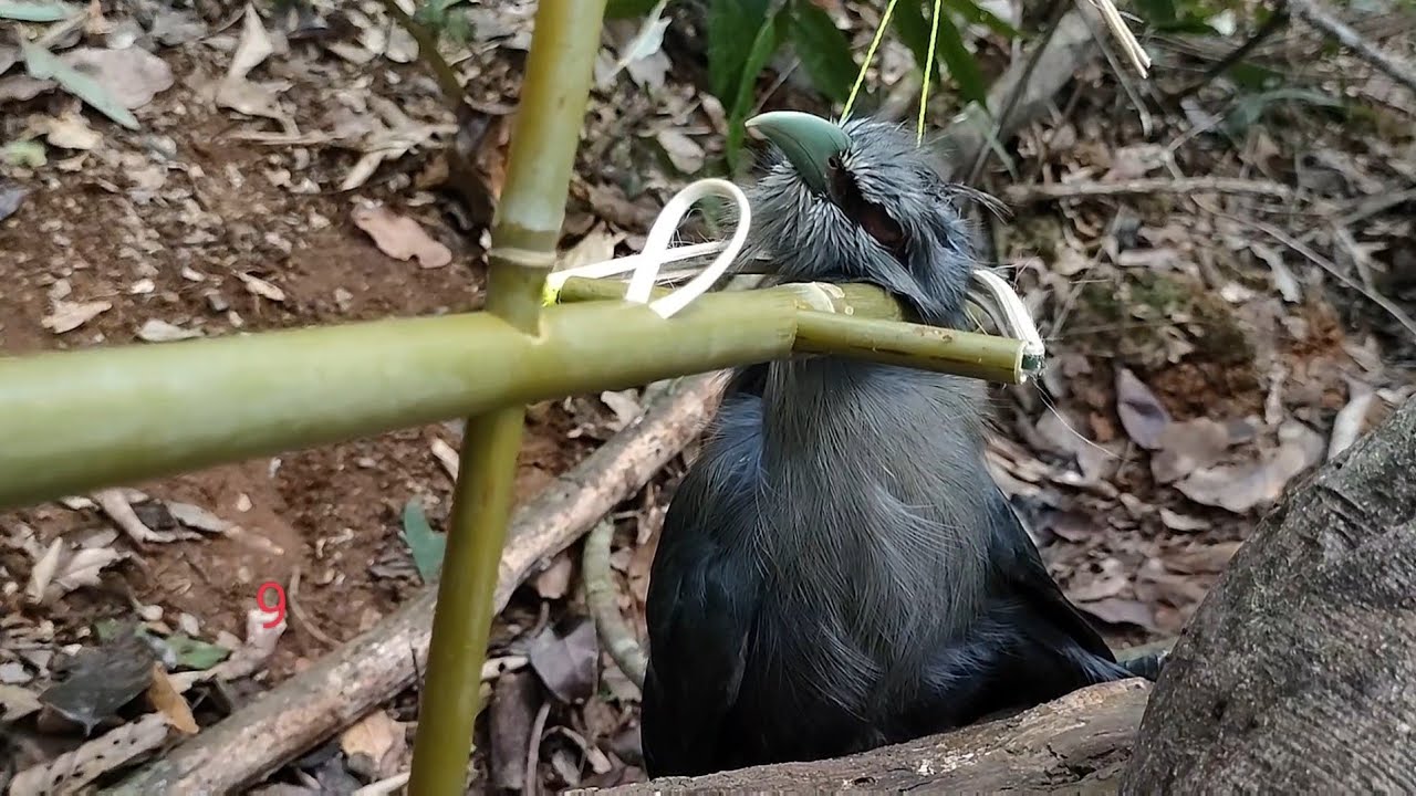 Wild Trap Create Amazing seasy a trap to catch bird in the Jungle - YouTube