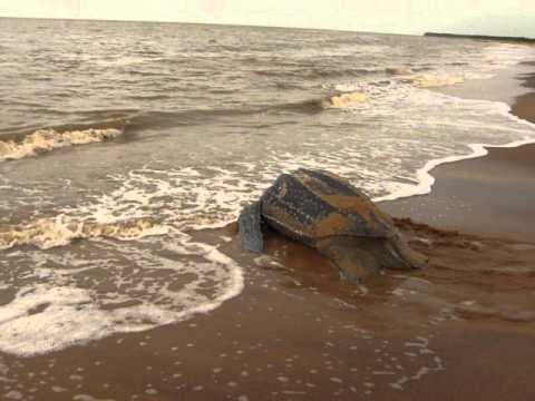April 2011, Galibi, Leatherback Sea Turtle, swimming back in the sea ...