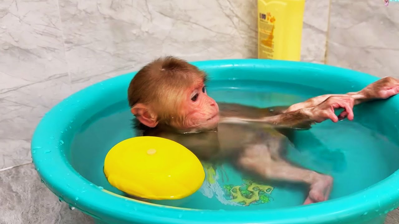 Monkey Baby Did This to Surprise Dad… and It Was Hilarious! 😂🐒💖 - YouTube