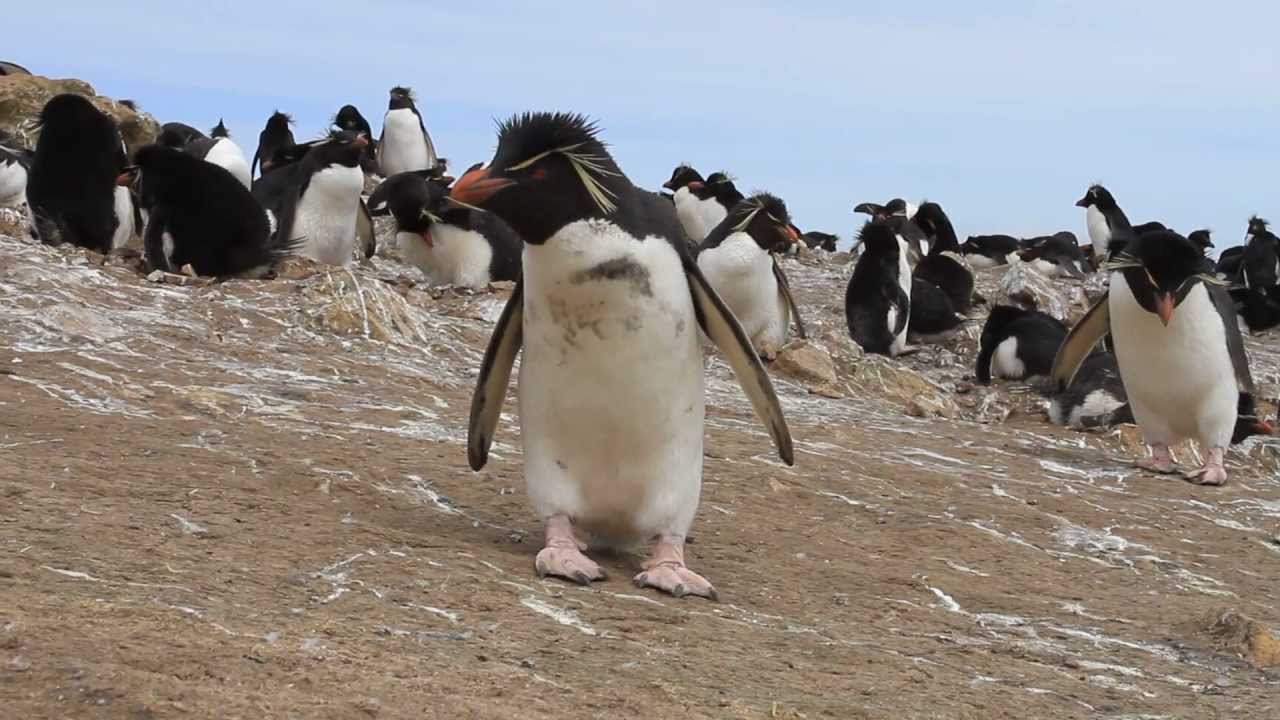 Rockhopper Penguins Are So Curious YouTube rockhopper-penguins-are-so-curious-youtube