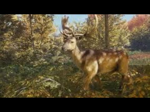 Fallow deer great one grind pt14 theHunter: Call of the Wild - YouTube