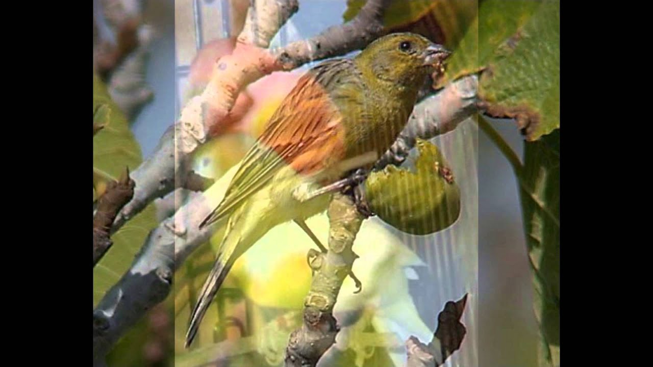 American Singer Canary Species - YouTube