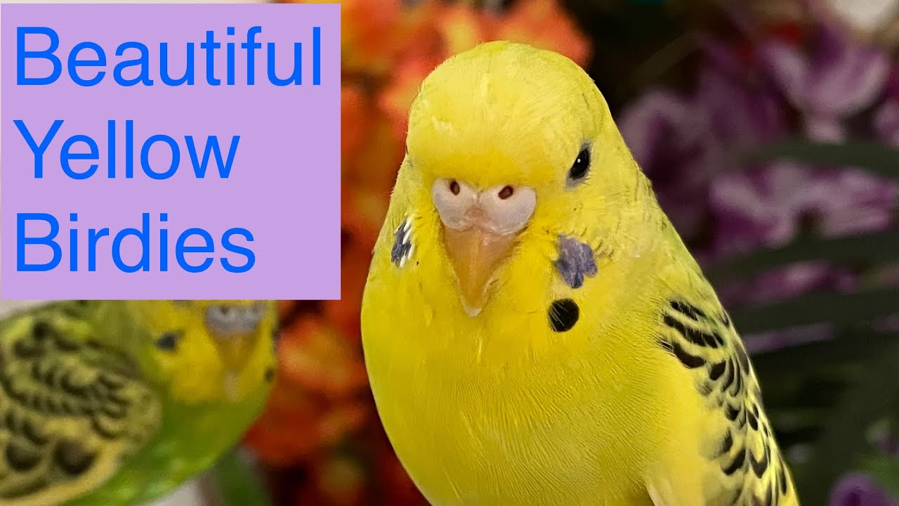 Must watch for bird lovers! Happy cute Yellow birds clip compilation # ...
