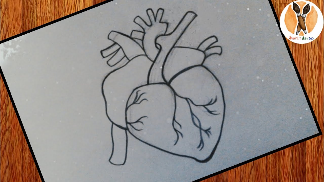 🛑how To Draw A Human Heart 🫀 Simplyart360 Rongdhonuartanddrawing Youtube