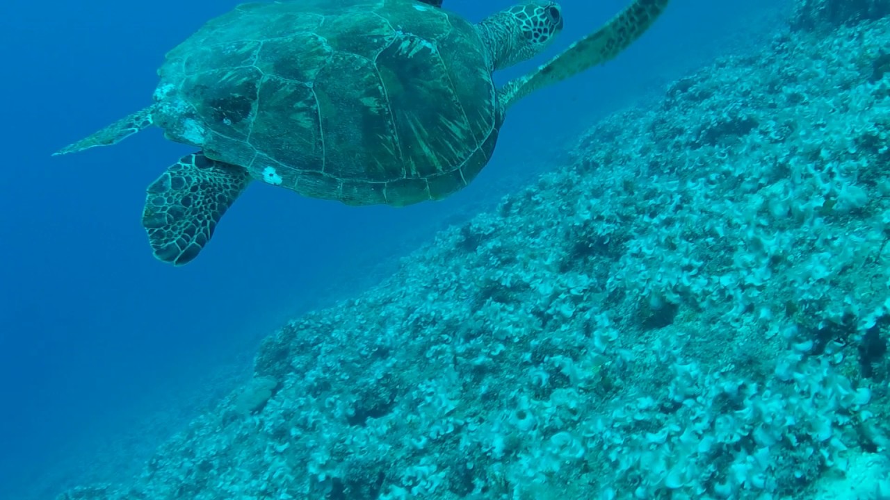 Guam Sea Turtle swimming - YouTube
