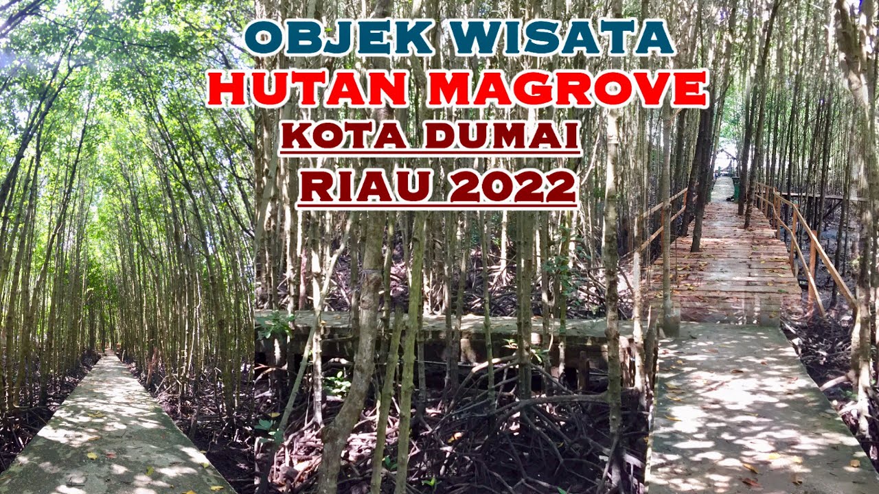 Objek Wisata Hutan Mangrove, Dumai, Riau 2022. - YouTube