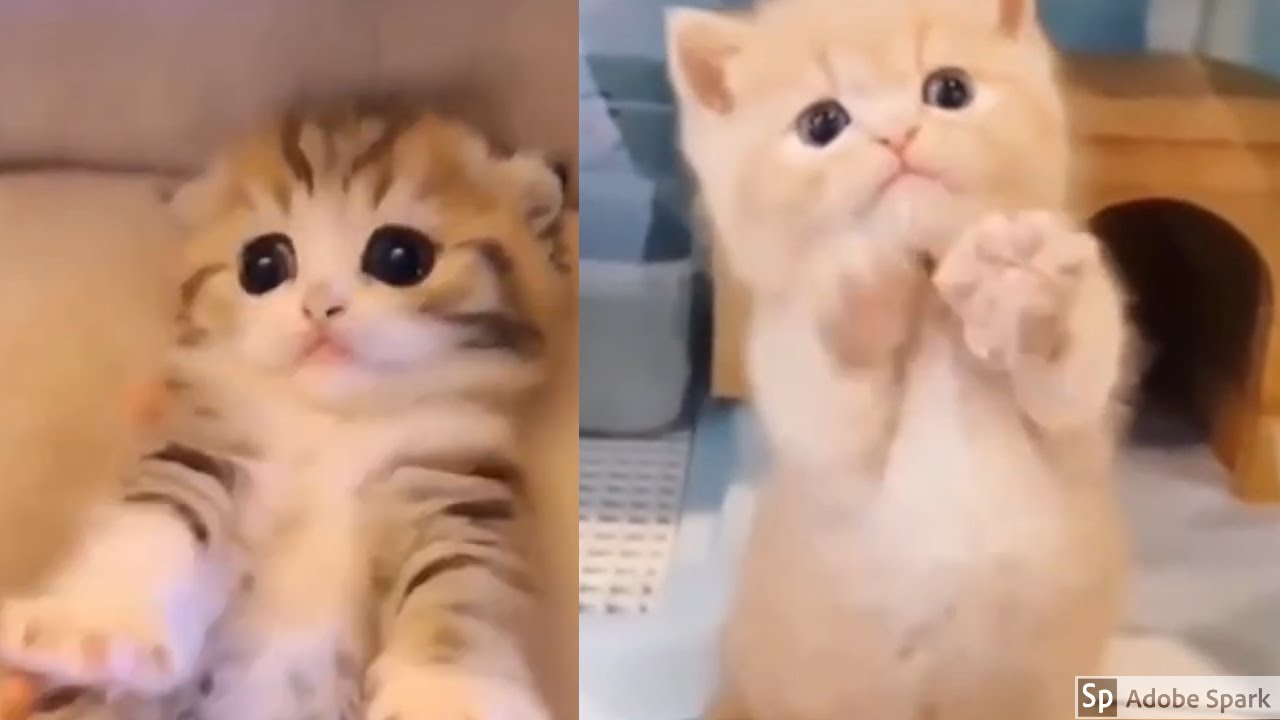 Crazy funny cats / cute cats . - YouTube