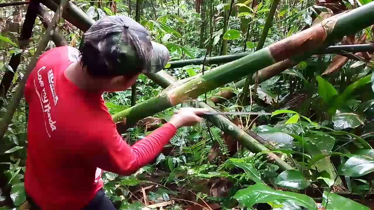 Cari bambu petuk ternyata di dalamnya (cihandelem gunung sawal) - YouTube