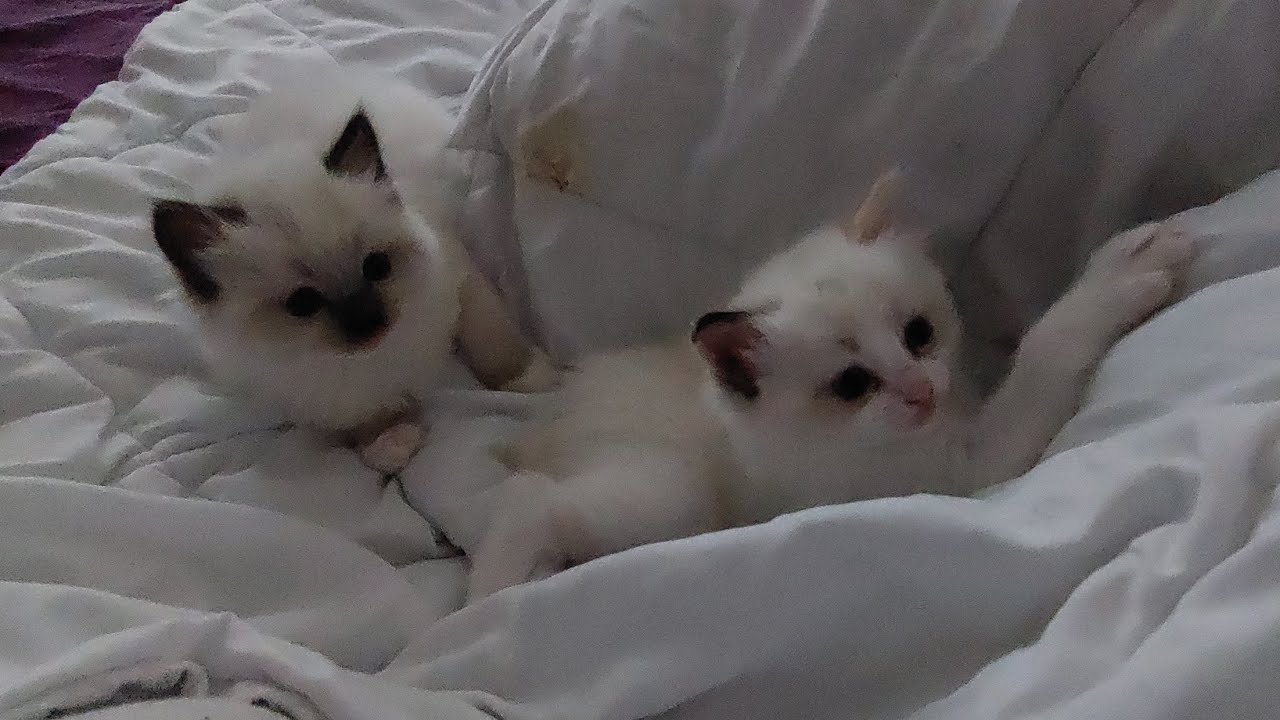 bonjour les chamis 😘 - YouTube