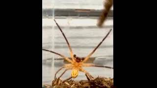 Zoropsis spinimana aggressive stance