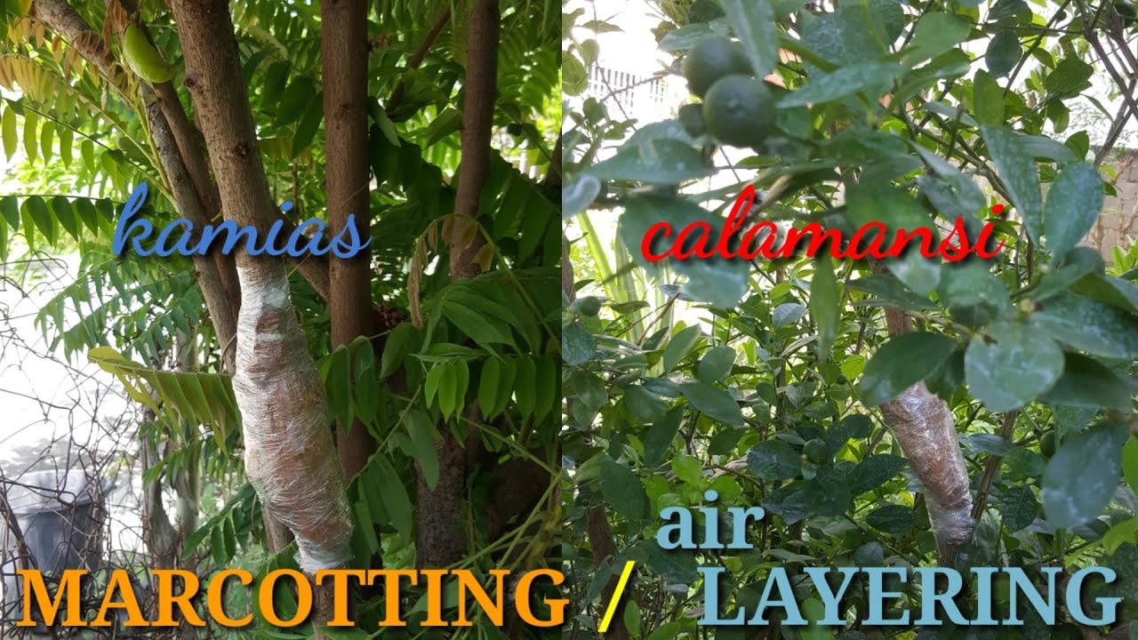MARCOTTING kamias & calamansi / HOW to marcot any plant - YouTube