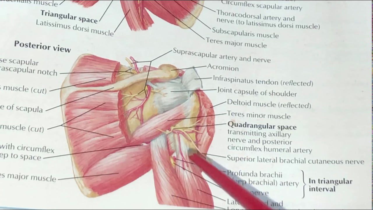 Axillary Nerve YouTube axillary-nerve-youtube